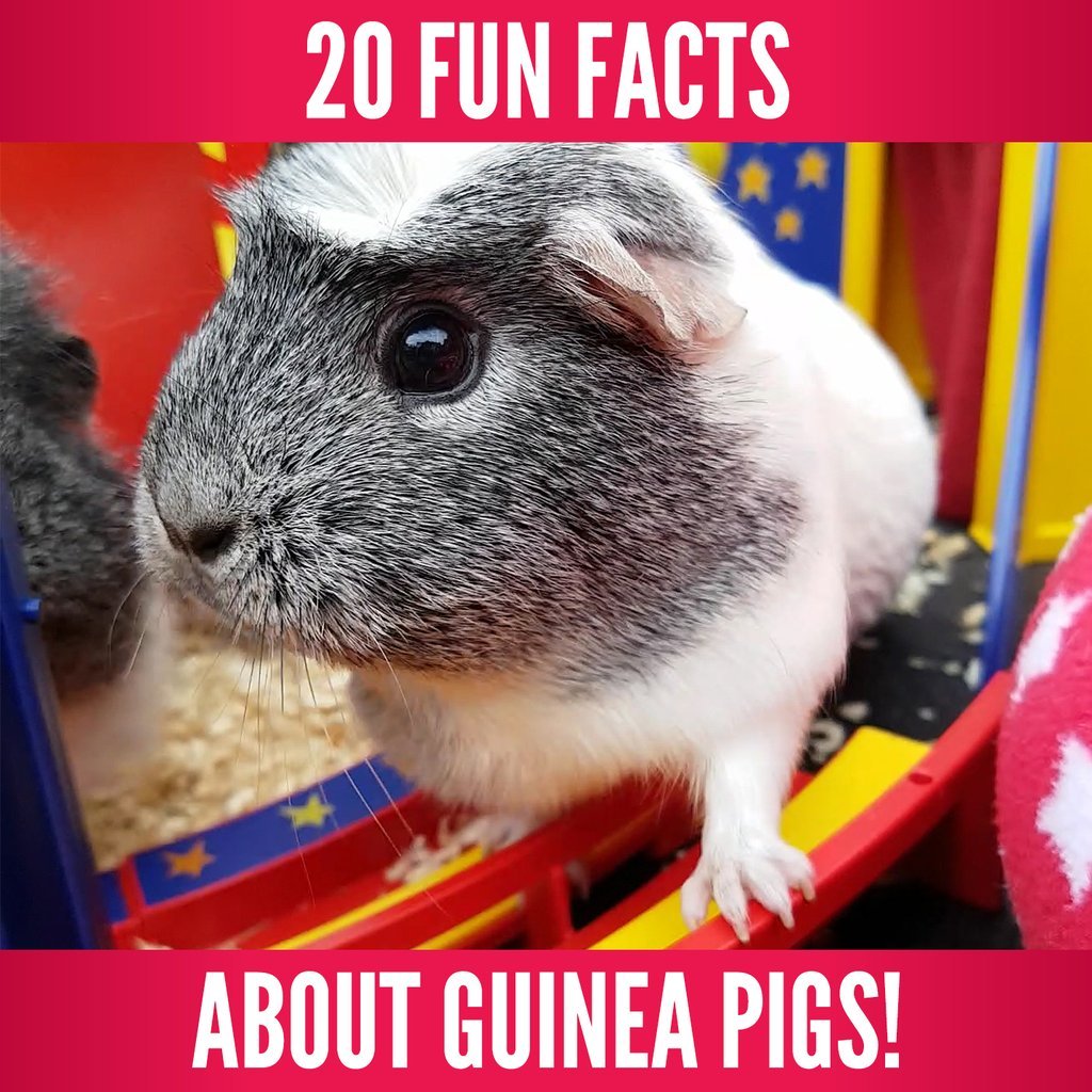 20 Fun Facts About Guinea Pigs! – HAYPIGS